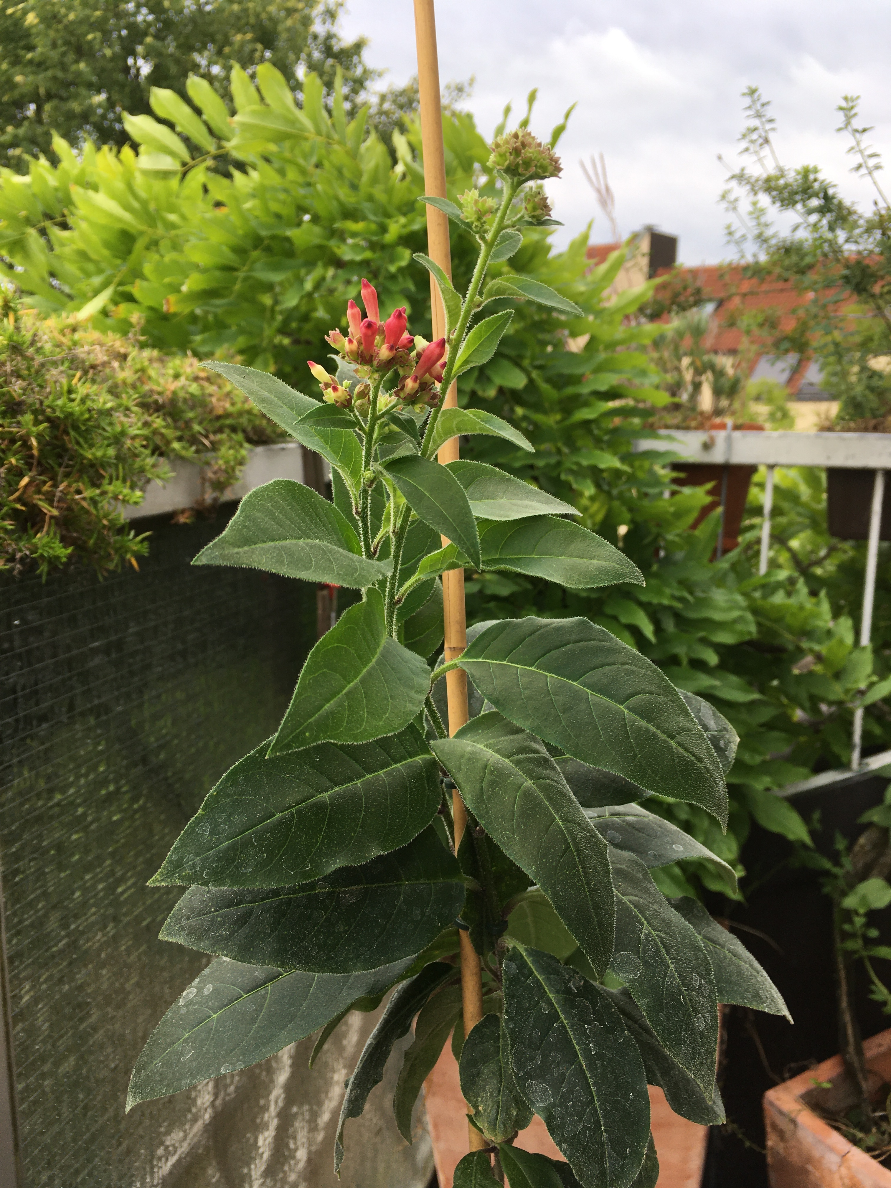 Cestrum elegans Globuli kaufen - Remedia Homöopathie